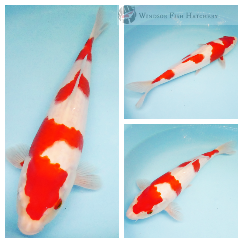 What to expect when ordering from Windsor Fish Hatchery ! Easy to ...