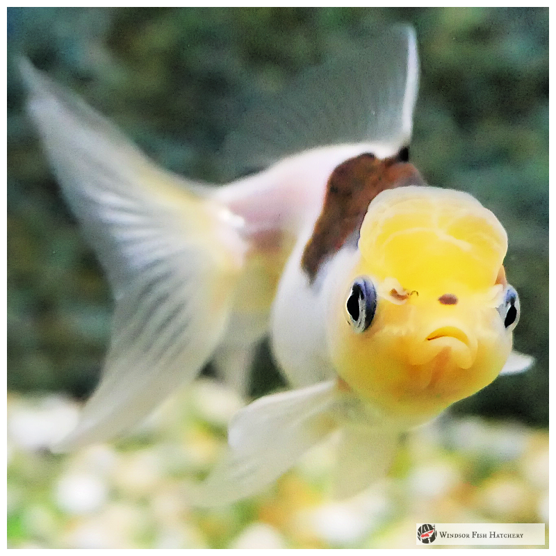 Aquarium Care & Maintenance Holiday Tips. Feeding while your away. Read ...