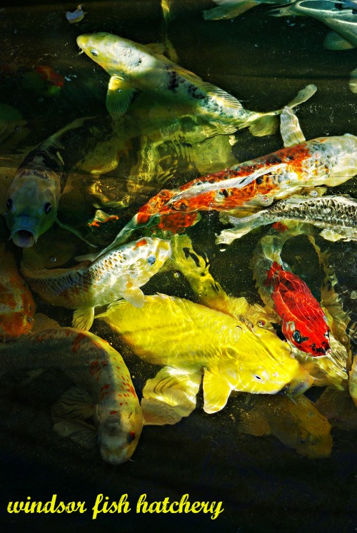 The koi Fish Legend "The Truth Is" - Windsor Fish Hatchery Online