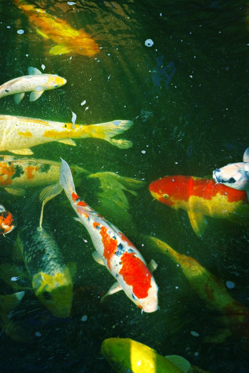 The koi Fish Legend "The Truth Is" - Windsor Fish Hatchery Online